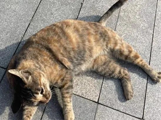 国内首家！IPHASE/汇智和源猫原代肝细胞及肝微粒体研发成功医药新闻-ByDrug-一站式医药资源共享中心-医药魔方