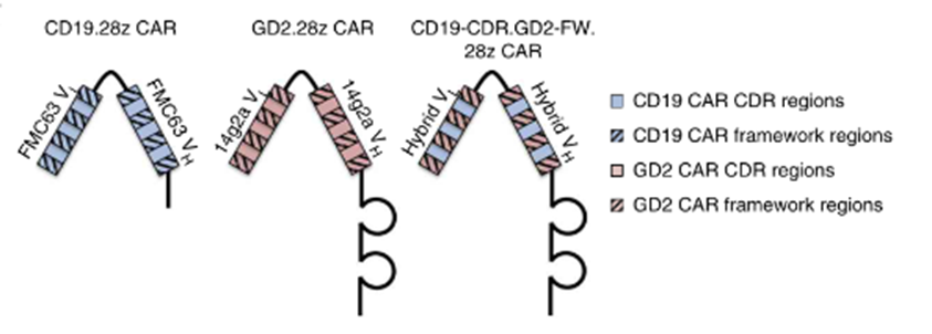 CAR-T细胞治疗中的T细胞耗竭医药新闻-ByDrug-一站式医药资源共享中心-医药魔方
