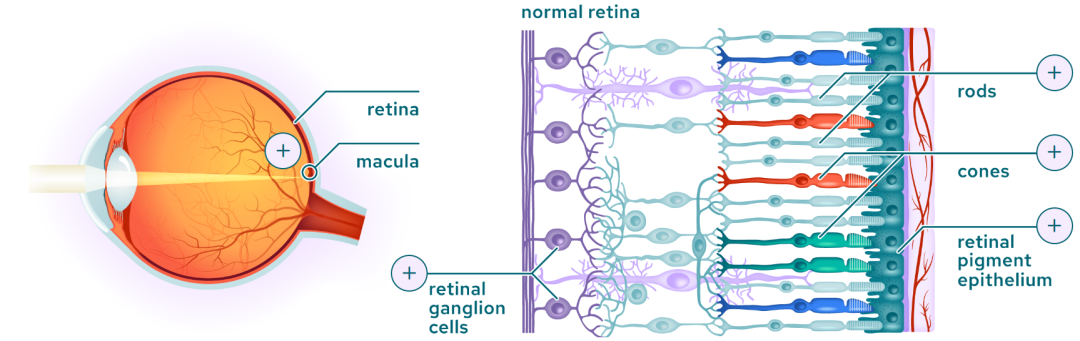 新锐！7000万美元A轮融资，基于工程细胞和体内重编程来逆转视力丧失医药新闻-ByDrug-一站式医药资源共享中心-医药魔方
