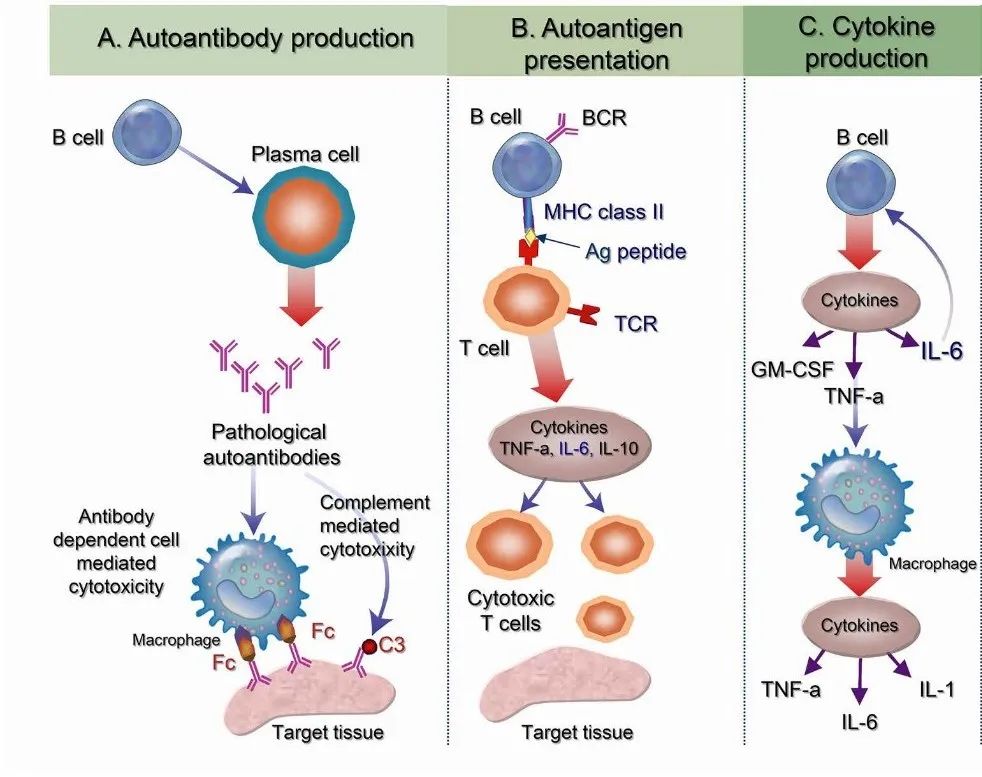 继CART之后，CD20/CD3双特异性抗体也进入自免疾病领域医药新闻-ByDrug-一站式医药资源共享中心-医药魔方