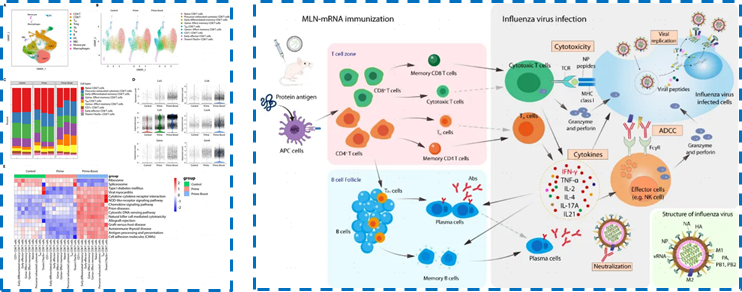 诺奖力量 | 单细胞测序释放mRNA疫苗的澎湃潜力医药新闻-ByDrug-一站式医药资源共享中心-医药魔方