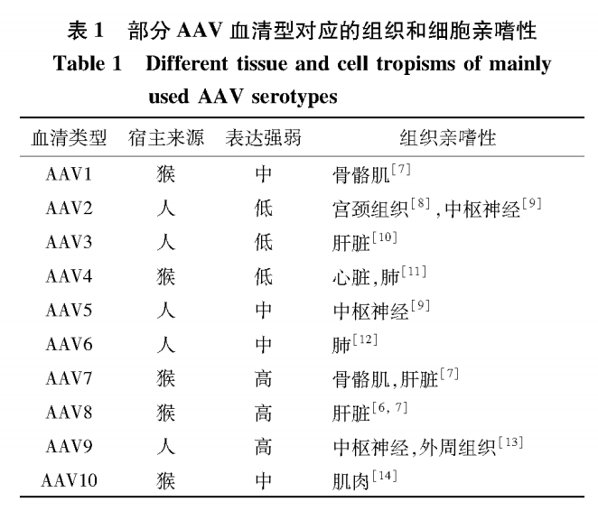 AAV血清型定向进化的文库构建技术医药新闻-ByDrug-一站式医药资源共享中心-医药魔方