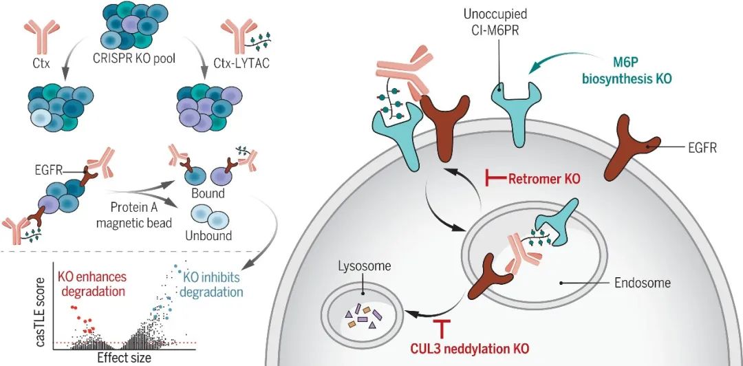 诺奖得主团队最新Science：开发下一代LYTAC，这篇论文必须读一下！医药新闻-ByDrug-一站式医药资源共享中心-医药魔方