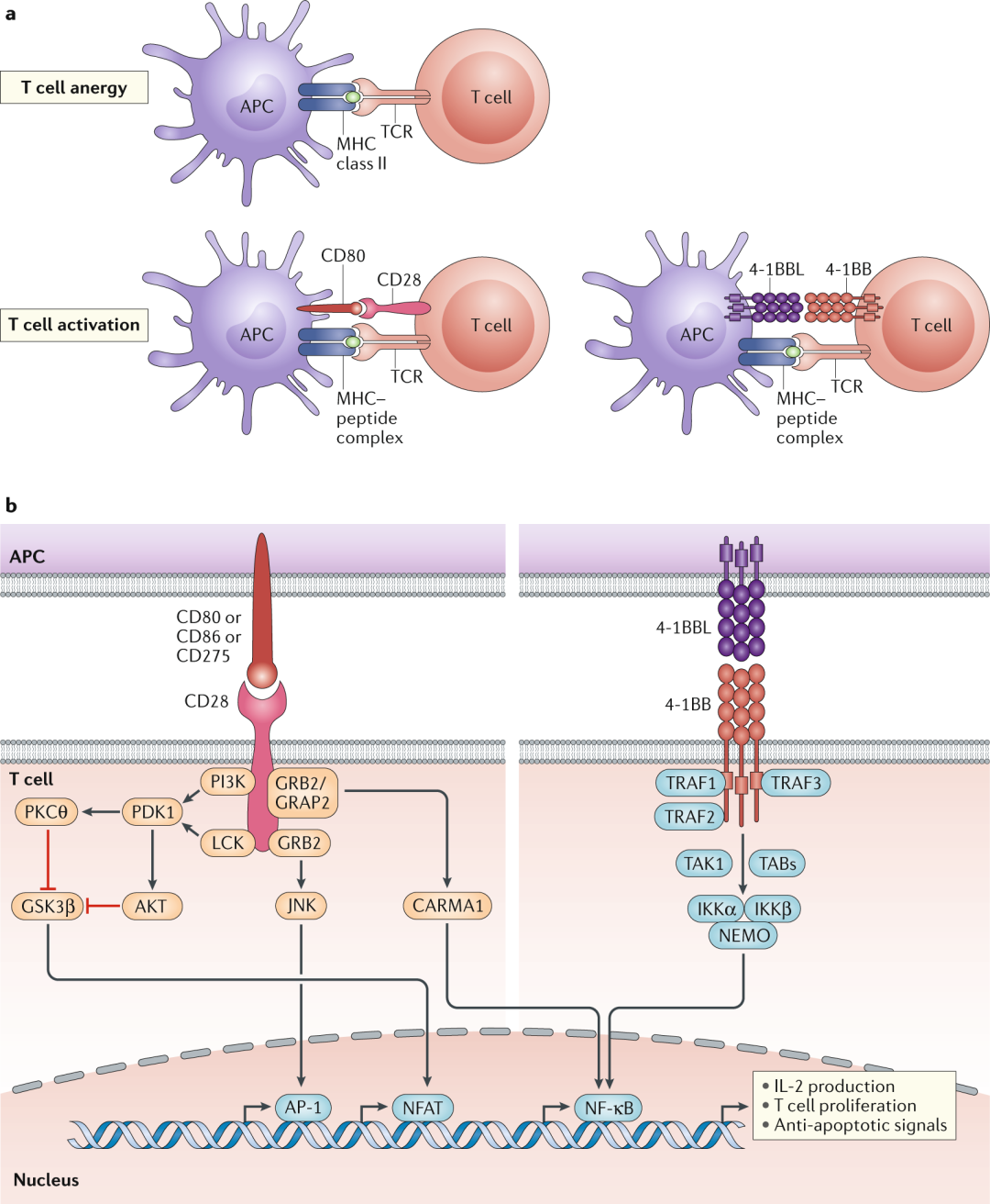包含 CD28 与 4-1BB 共刺激结构域的嵌合抗原受体CAR的比较医药新闻-ByDrug-一站式医药资源共享中心-医药魔方