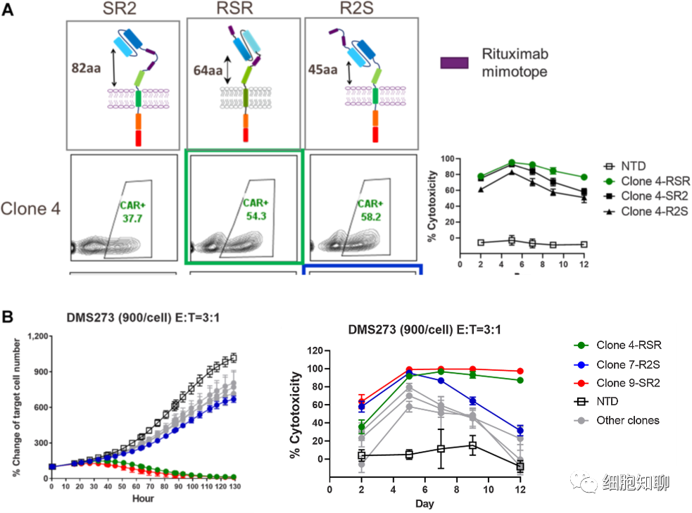 Allogene公司靶向DLL3的同种异体CAR-T细胞在小细胞肺癌动物模型中的评估医药新闻-ByDrug-一站式医药资源共享中心-医药魔方