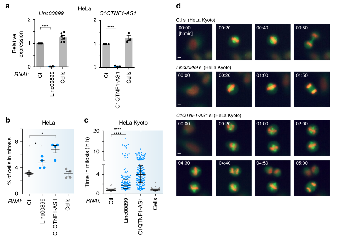 Nature子刊丨高内涵RNAi筛选揭示lncRNAs在细胞分裂中的多种作用医药新闻-ByDrug-一站式医药资源共享中心-医药魔方