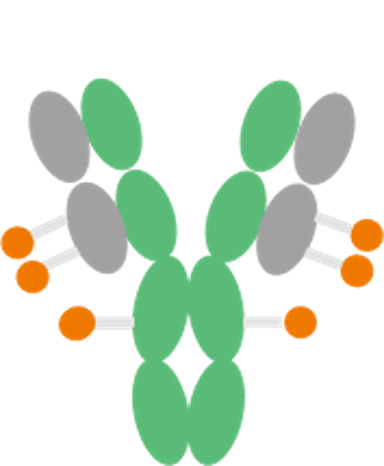 EORTC-NCI-AACR 2022 映恩生物肿瘤ADC平台DITAC三项创新项目研究成果公布医药新闻-ByDrug-一站式医药资源共享中心 ...