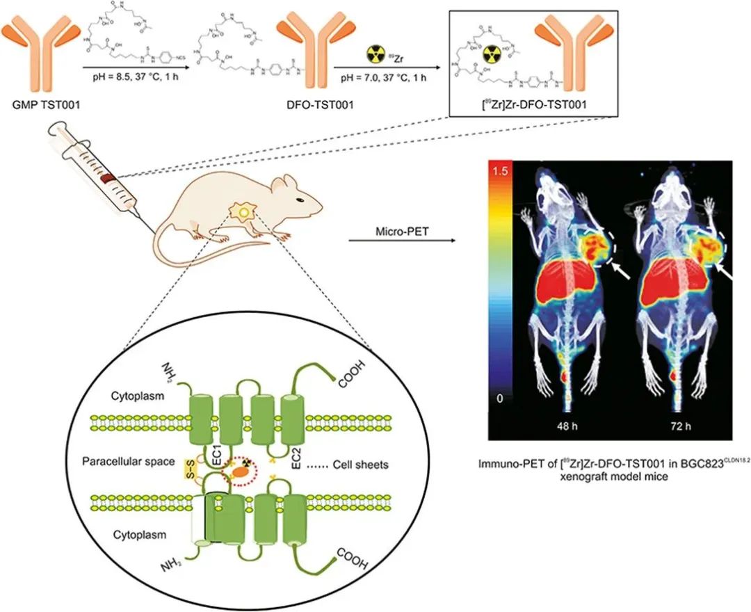 JPA封面文章 | 靶向CLDN18.2阳性胃肠道肿瘤免疫PET探针的构建及成像研究医药新闻-ByDrug-一站式医药资源共享中心-医药魔方