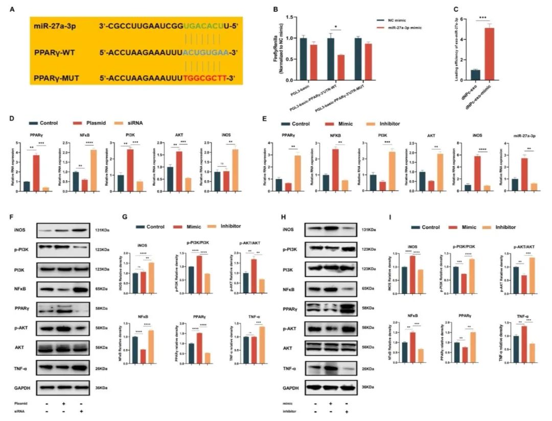 IF10+客户文章丨携带miR-27a-3p的dNPc-exo通过诱导巨噬细胞M1极化加重椎间盘退变医药新闻-ByDrug-一站式医药资源共享中心-医药魔方