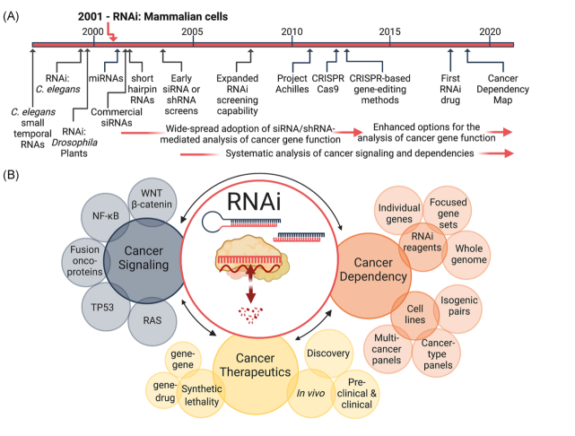 在肿瘤基因生物功能领域研究的小RNA实现大梦想——RNAi研究机理与应用工具医药新闻-ByDrug-一站式医药资源共享中心-医药魔方