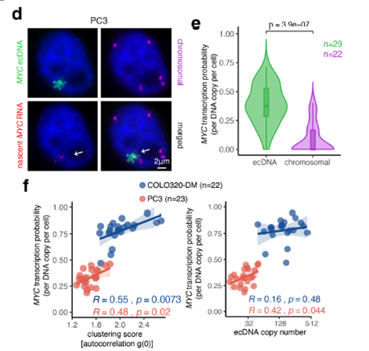 EcDNA和表观再次神结合，发现ecDNA在癌细胞内“团伙作案”医药新闻-ByDrug-一站式医药资源共享中心-医药魔方
